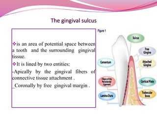 Dentinogingival junction | PPTX