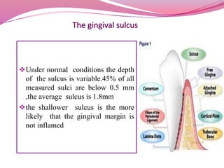 Dentinogingival junction | PPTX