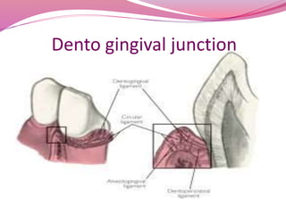 Dentogingival Junction