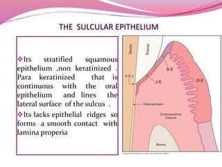 Sulcular Epithelium Histology