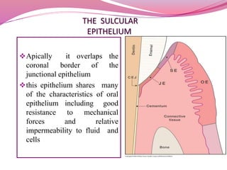Sulcular Epithelium