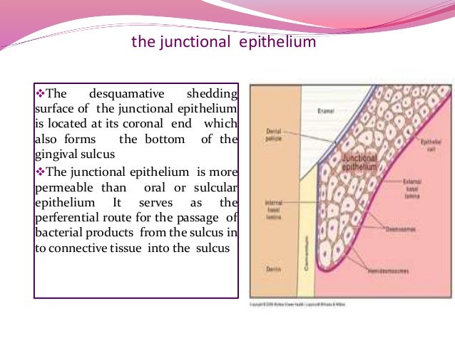 Dentinogingival junction