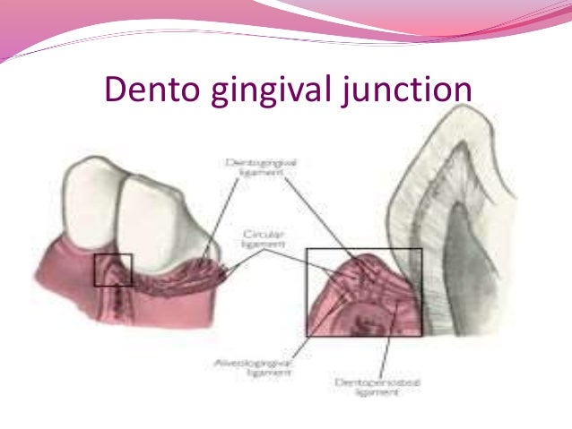 Dentinogingival junction