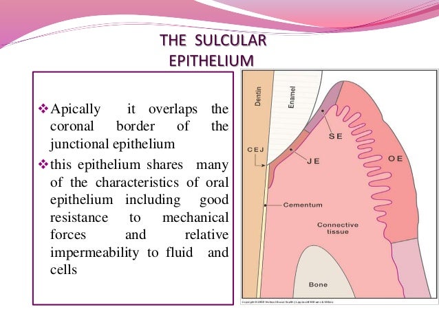 Dentinogingival junction