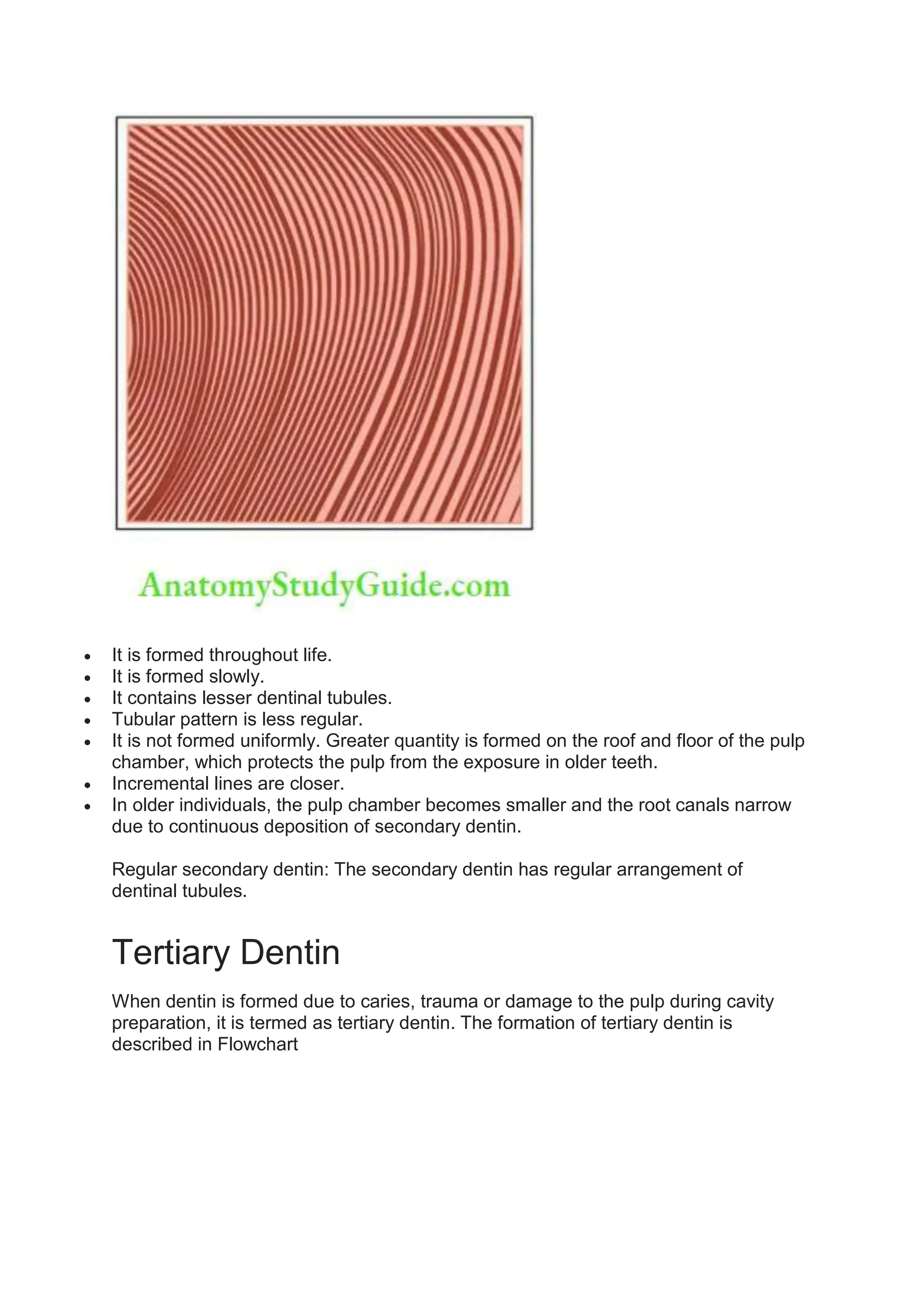 Dentin Oral Histology Notes Dentin Salient Features Of Dentin | DOCX