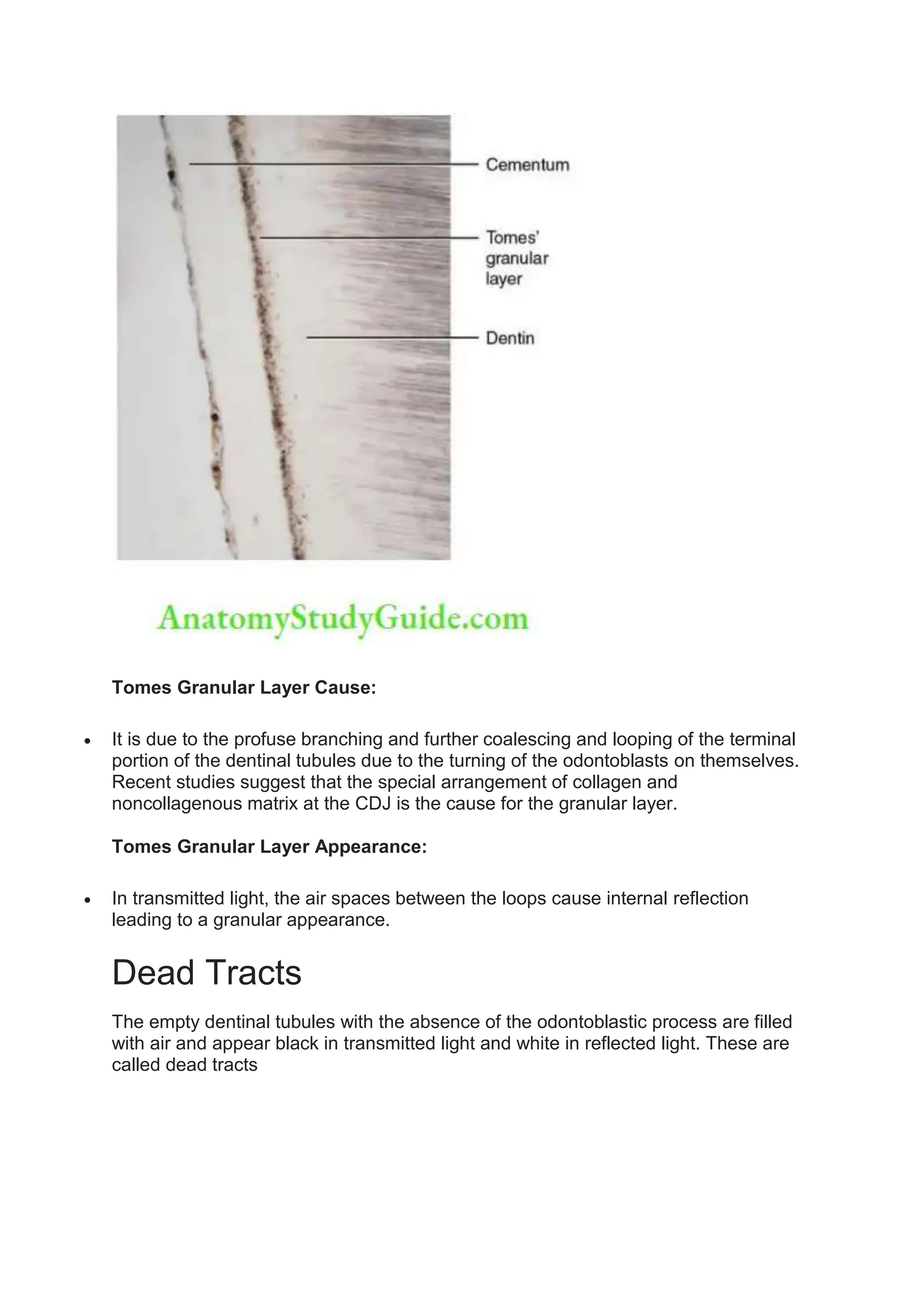 Dentin Oral Histology Notes Dentin Salient Features Of Dentin | DOCX