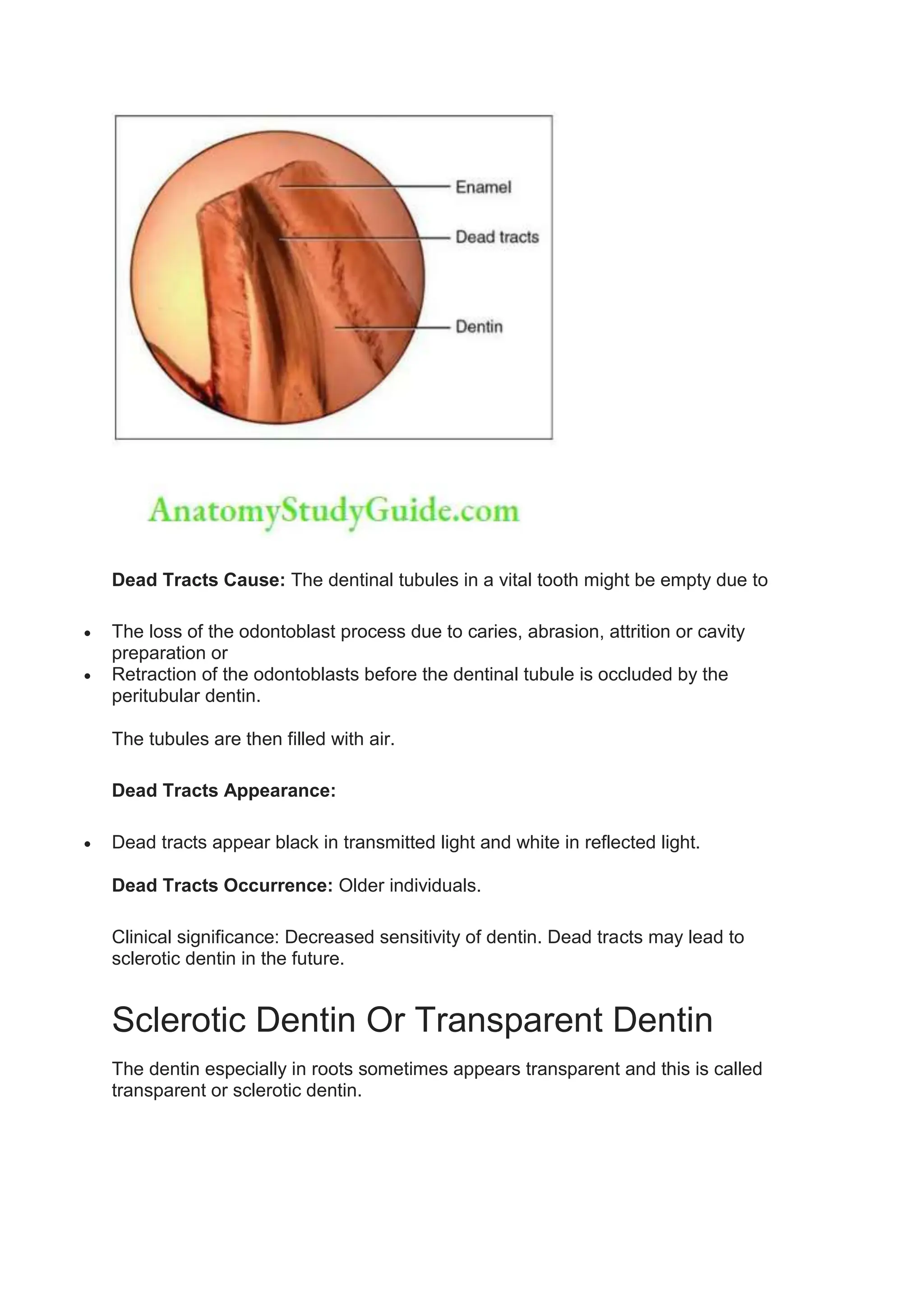 Dentin Oral Histology Notes Dentin Salient Features Of Dentin | DOCX