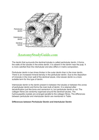 Dentin Oral Histology Notes Dentin Salient Features Of Dentin | DOCX
