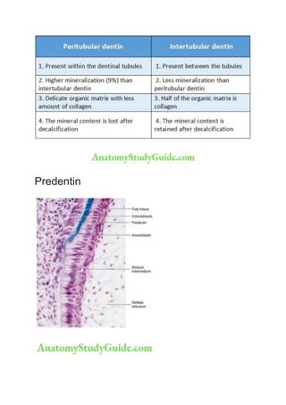 Dentin Oral Histology Notes Dentin Salient Features Of Dentin | DOCX