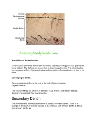 Dentin Oral Histology Notes Dentin Salient Features Of Dentin | DOCX