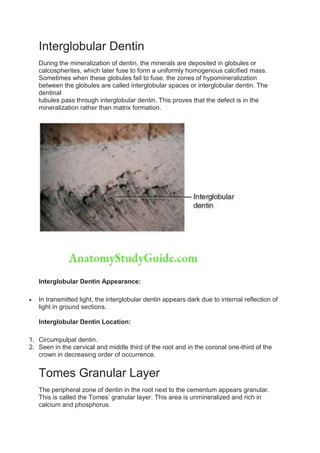 Dentin Oral Histology Notes Dentin Salient Features Of Dentin | DOCX