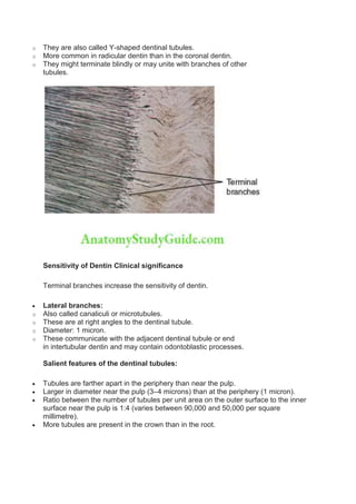 Dentin Oral Histology Notes Dentin Salient Features Of Dentin | DOCX