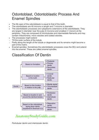 Dentin Oral Histology Notes Dentin Salient Features Of Dentin | DOCX