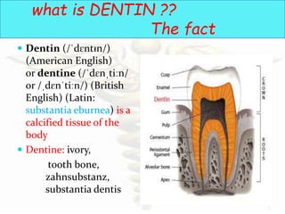 DENTIN (The facts and mysteries) | PPTX
