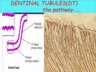DENTIN (The facts and mysteries) | PPTX