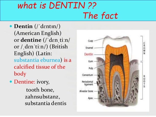 DENTIN (The facts and mysteries)