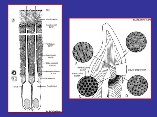 Dentin pulp complex | PPTX