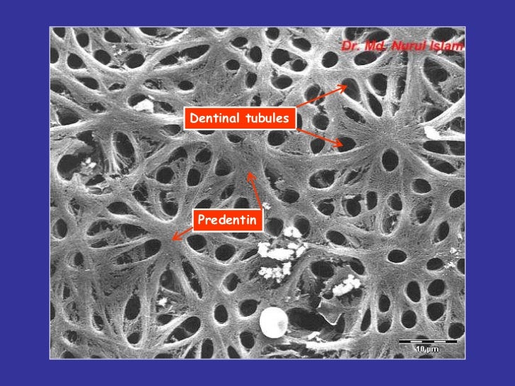 Dentin pulp complex