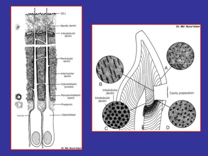 Dentin pulp complex