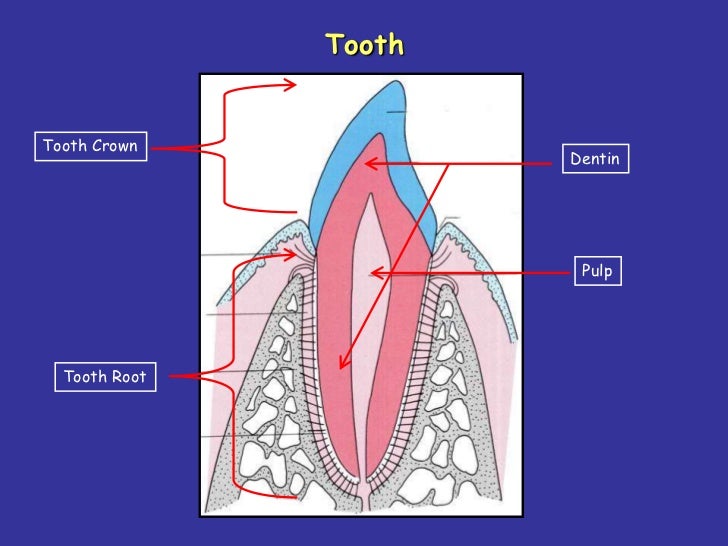 Dentin pulp complex