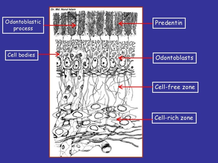 Dentin pulp complex