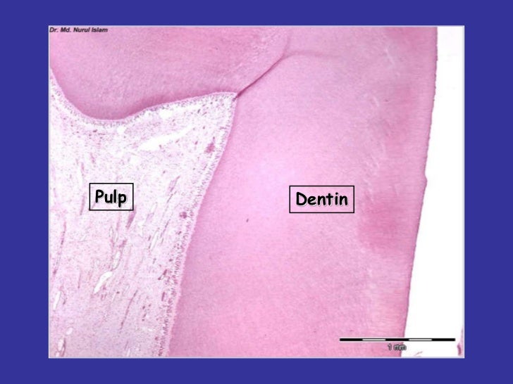 Dentin pulp complex