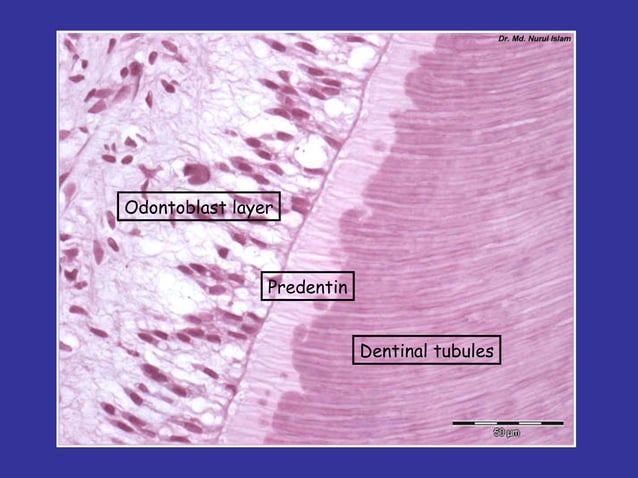 Dentin pulp complex | PPT