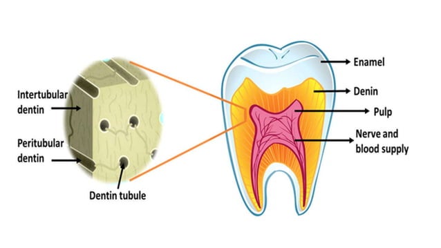 Dentin regeneration based on tooth tissue engineering: A review | PPTX