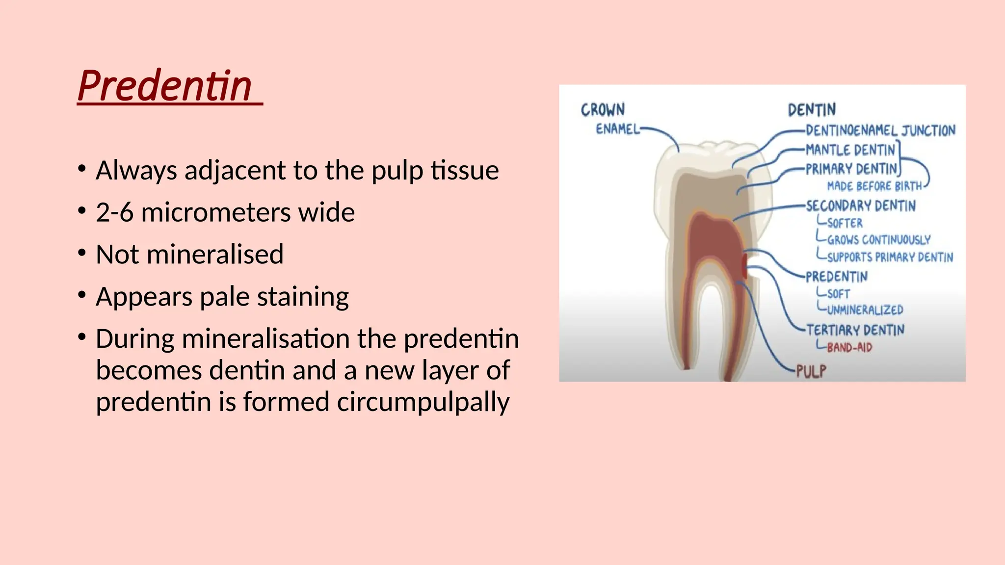 Dentin Seminar dadh opath (Pedo) copy.pptx