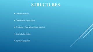 Dentin By Dr Yashkumar Shah | PPTX