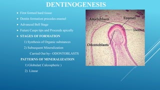 Dentin By Dr Yashkumar Shah | PPTX