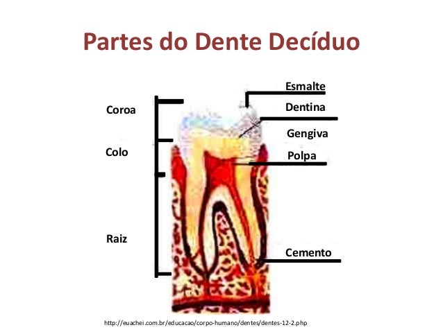 Dentição decídua