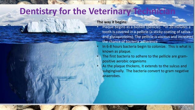 Veterinary Dentistry for Technicians | PPTX | Dental Health | Diseases ...