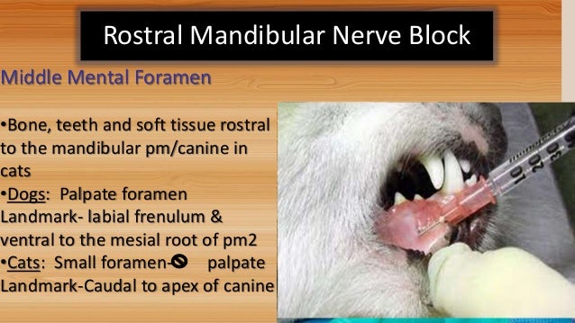 Veterinary Dentistry for Technicians