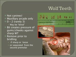 How To #3: How to tell if your horse needs his teeth done | ZIP