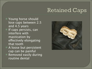 How To #3: How to tell if your horse needs his teeth done | ZIP
