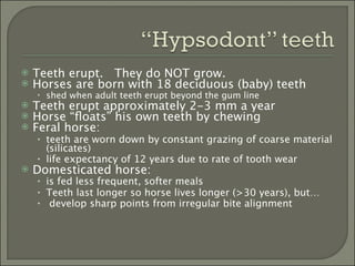 How To #3: How to tell if your horse needs his teeth done | ZIP