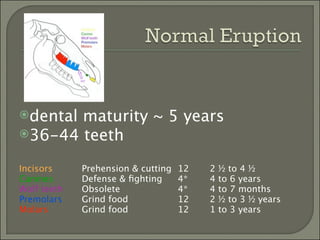 How To #3: How to tell if your horse needs his teeth done | ZIP