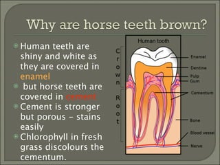 How To #3: How to tell if your horse needs his teeth done | ZIP