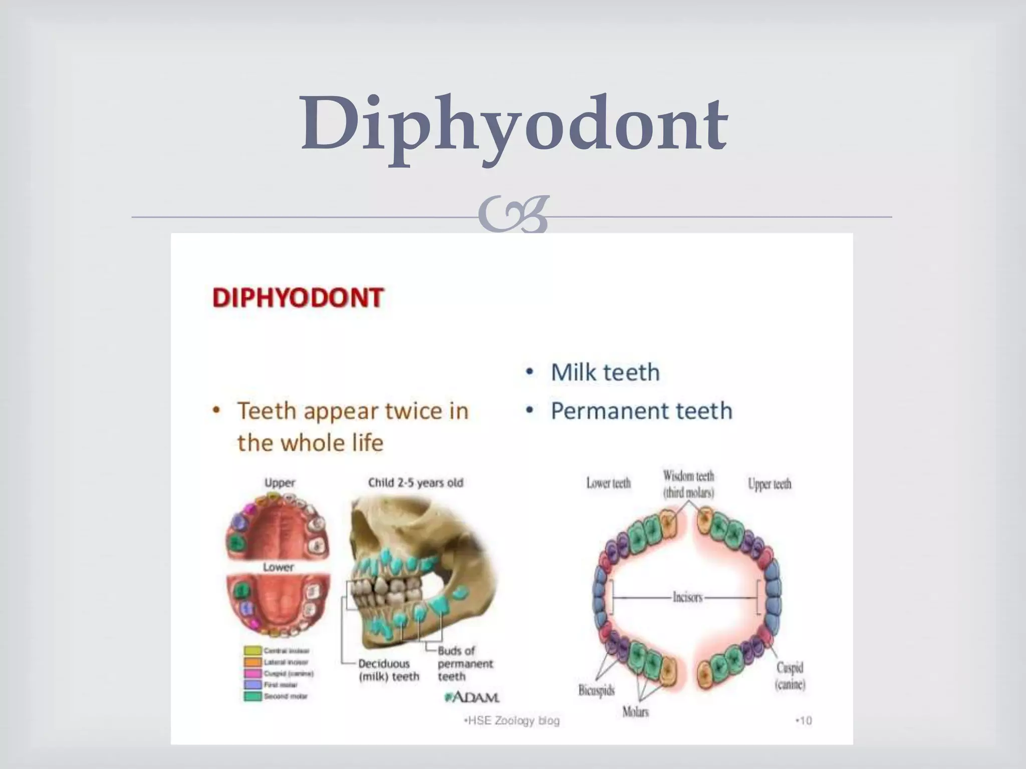 Types of Teeth | PPTX