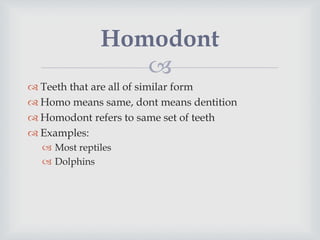 Types of Teeth | PPTX