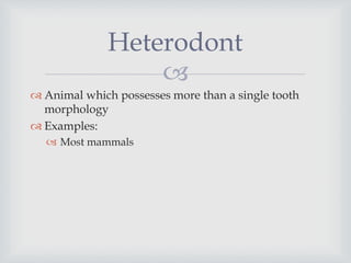 Types of Teeth | PPTX