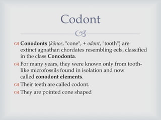 Types of Teeth | PPTX