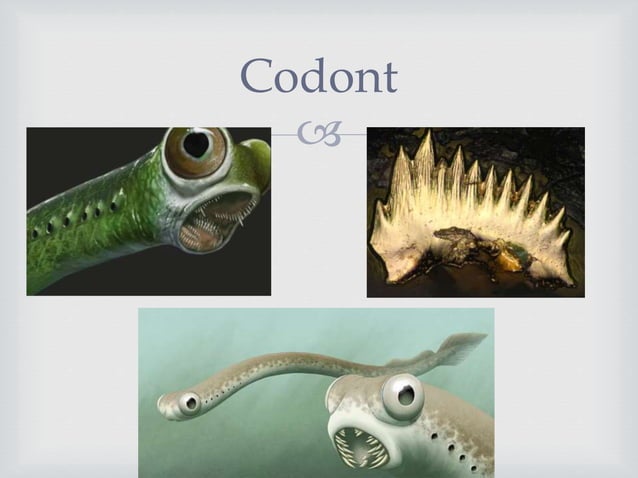 Types of Teeth | PPTX