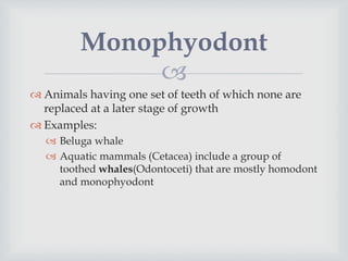 Types of Teeth | PPTX