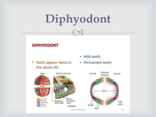 Types of Teeth | PPTX