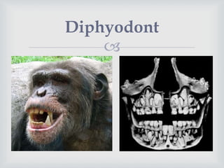 Types of Teeth | PPTX