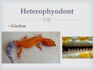 Types of Teeth | PPTX