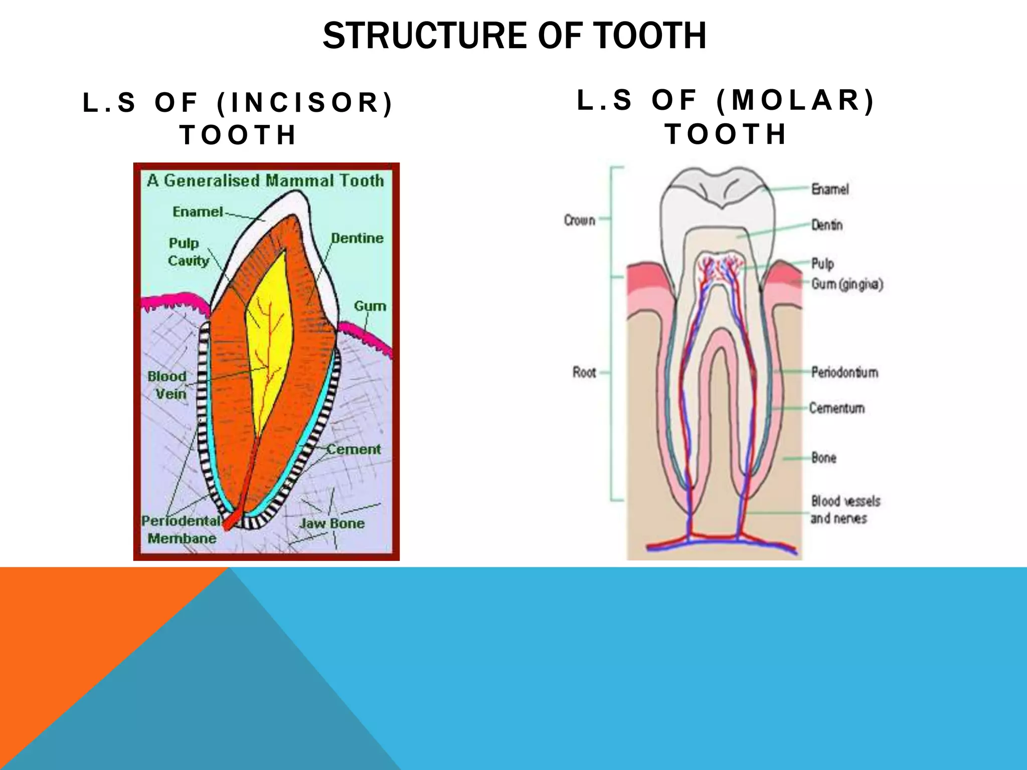 Dentition in Mammals | PPTX