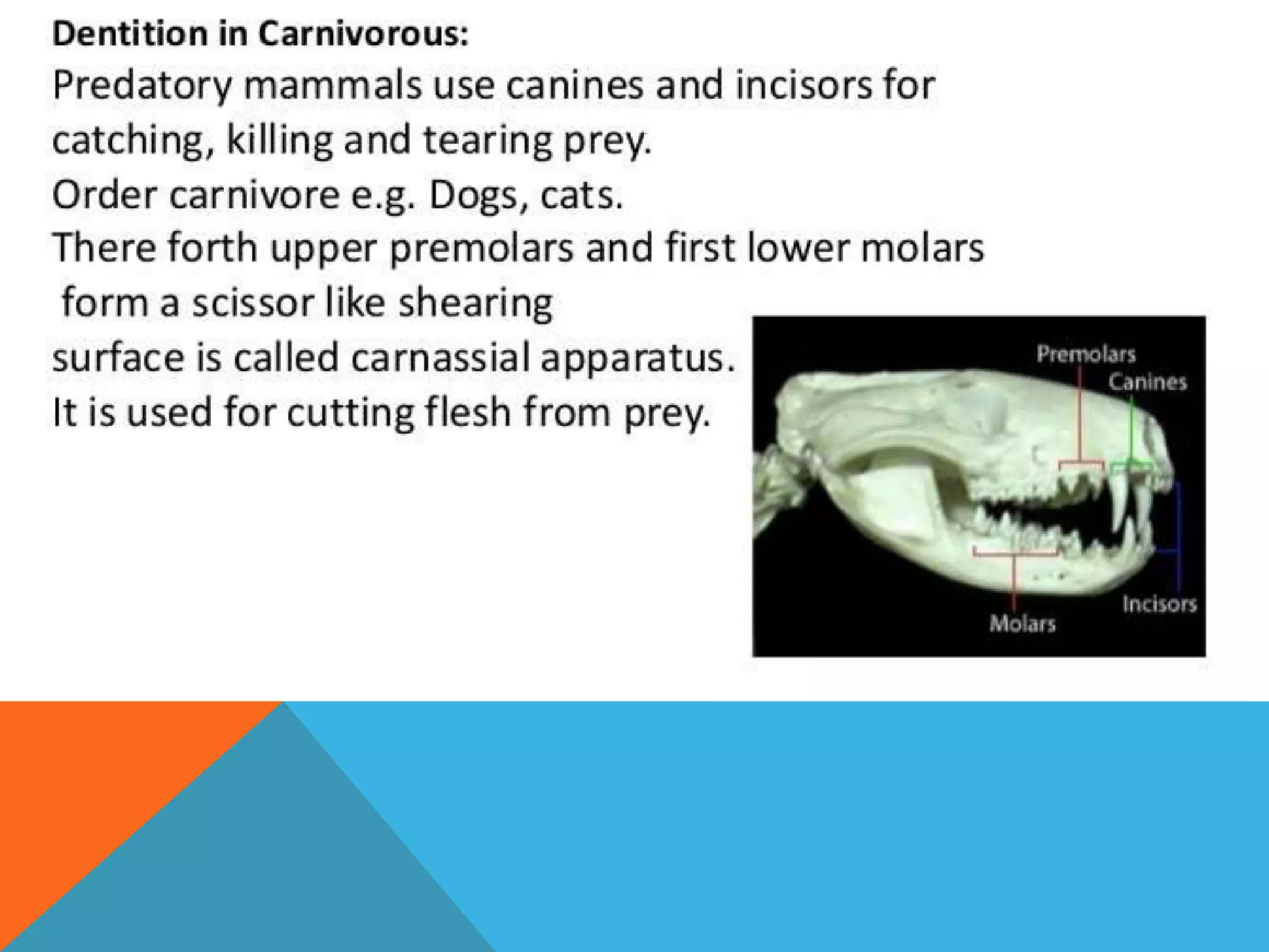 Dentition in Mammals | PPTX